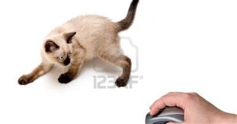 How To Get Your Mouse Cursor Position Bonus Set Position Also LazPlanet