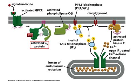 Phospholipids Flashcards Quizlet