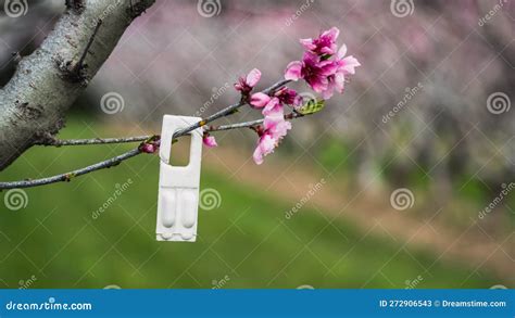 Pheromone Diffusing Insecticidal Control By Mating Disruption