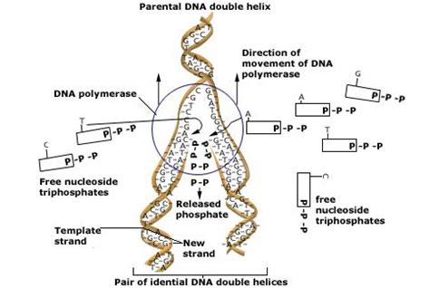 REPLICATION DNA Structure And Diagrams Of Dna Replication