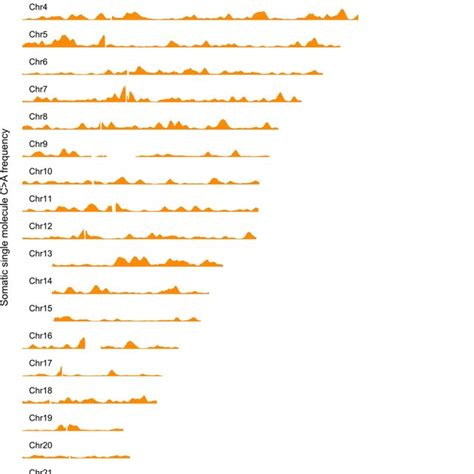genome‐wide somatic single molecule c a mutation profiles in lung
