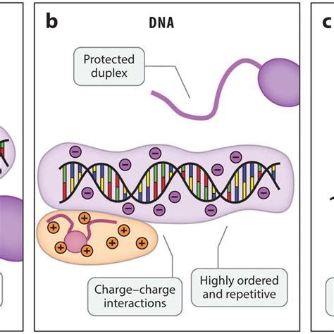 RNA Contributes To Ribonucleoprotein RNP Granule Formation And Download Scientific Diagram