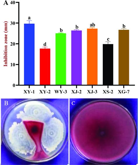 Antagonistic Effects Of Endophytic Bacteria On Fusarium Graminearum Download Scientific