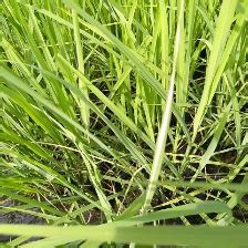 Rice Classification Dataset By Project