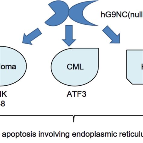 Human Recombinant Galectin 9 Induces Intrinsic Apoptosis Of Cancer Download Scientific Diagram