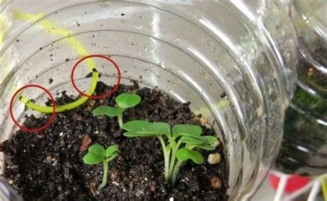 5升矿泉水瓶种菜 矿泉水瓶种菜怎么种菜 矿泉水瓶种菜 第15页 大山谷图库