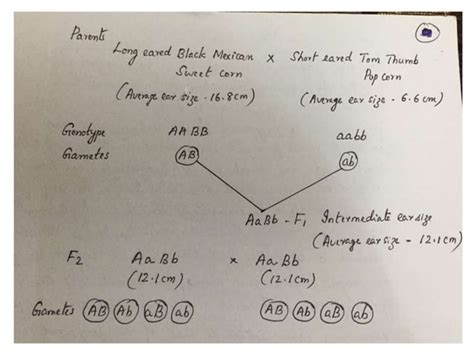 Quantitative Inheritance Smg Ppt
