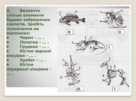 Презентація практична робота №5 на тему Порівняння будови скелетів хребетних тварин