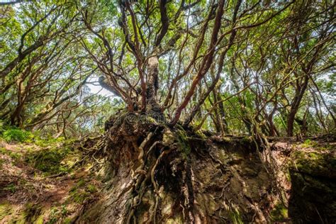 169 Cross Section Tree Roots Stock Photos Free Royalty Free Stock