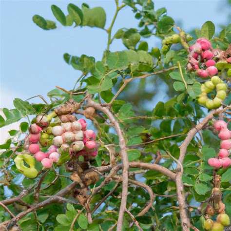 Jungle Jalebi Tree Unraveling The Sweet Secrets And Ecological Wonder