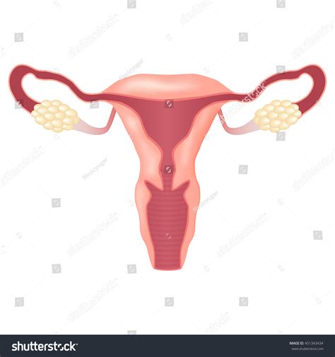 Female Reproductive System Uterus Ovaries Scheme เวกเตอร์สต็อก ปลอด