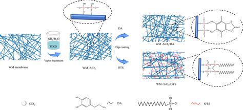 schematic for the preparation process of wm sio2 da and wm sio2 ots