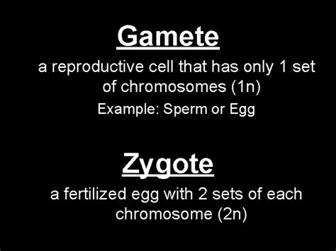 Meiosis Lets Talk About Sex Scientifically Speaking Of