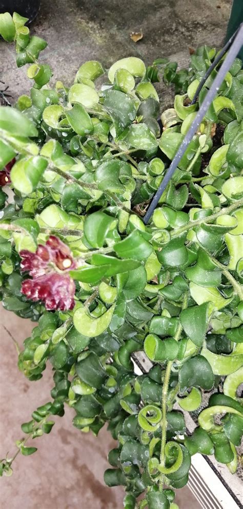 Aeschynanthus Rasta Ortofiorito