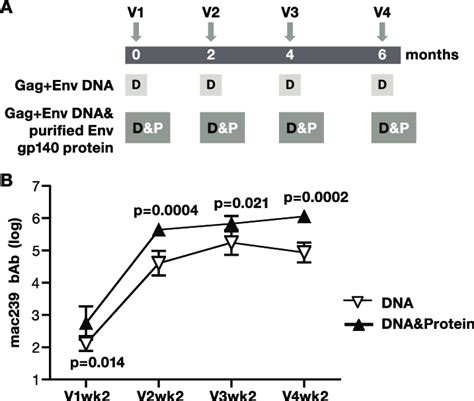 Env Bab Titers In Macaques Immunized With Dna D Or Dna Together With Download Scientific