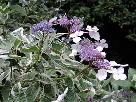 플가 수국 마쿨라타 Hydrangea Macrophylla Maculata