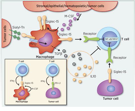 Figure 1 From Siglec 15 As An Emerging Target For Next Generation Cancer Immunotherapy