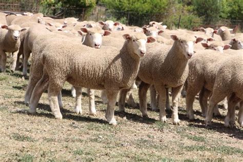 Lot 413 750 Mixed Sex Store Lambs AuctionsPlus
