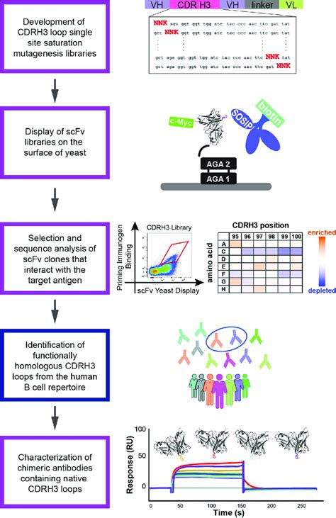 Schematic Of The Combined Experimental And Bioinformatic Workflow To
