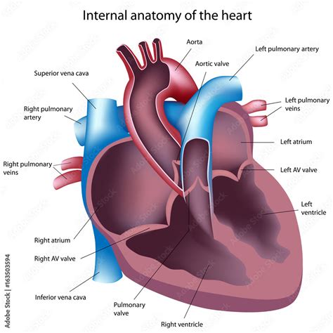 Human Heart Cross Section Premium Vector In Adobe Illustrator Ai Ai