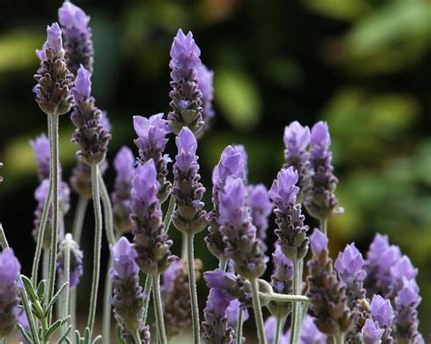 French Lavender Plants For Sale Nz At Numbers Mcleod Blog