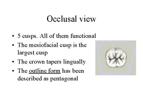 Permanent Mandibular Molars Mandibular St 1 The Largest