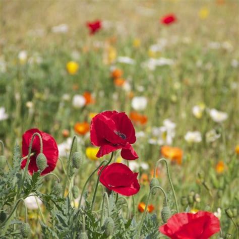 Botany Quiz Questions And Answers Free Online Printable Quiz Without Registration Download