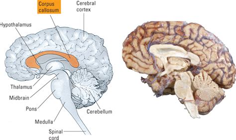Cerebral Cortex Diagram