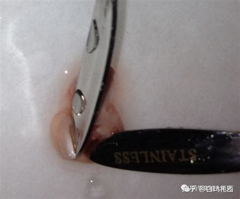 生物医学科研技能 小鼠脑与海马取材标准流程 知乎