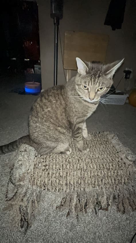 Mr Jack And His Airplane Ears Love His Scratch Block Album On Imgur