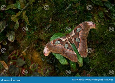 Insect Op Bloei In De Natuur Een Vlinder In Costa Rica Natuur Tropische Vlinder In De Jungle