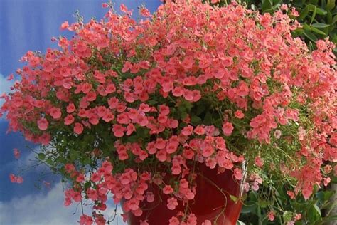 Посадіть у себе в саду Діасцію і не пошкодуєте — дуже ніжна та красива рослина