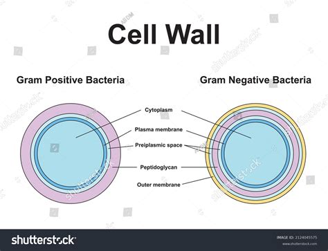 Gram Positive Cocci Chart