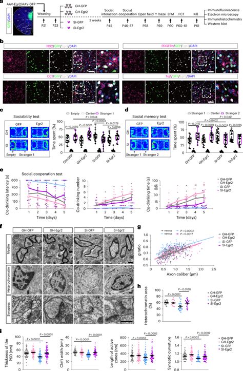 Overexpressing Egr2 In The Mpfc Of Si Mice Mitigates Sociability And Download Scientific