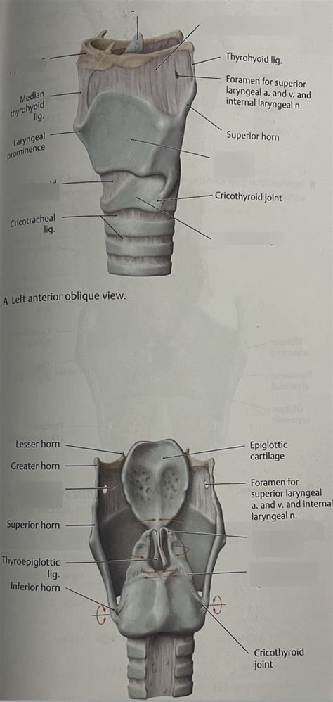 Larynx Practical 2 Diagram Quizlet