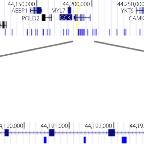 Snp Panel For Gck Top Panel Genomic Region Hg19 Download