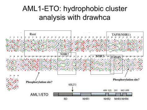 ppt aml1 runx1 and oncogenic transformation powerpoint presentation