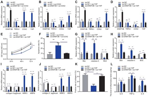 Dnmt3b Promoted Np Cell Proliferation And Ecm Synthesis Via Cox2 Yap