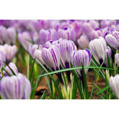 Krokus Pickwick 10 Bollen Bloembollen Kopen Goedkoop Bloembollen Online Bestellen