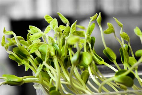 20 20 Seed Labs Inc On Linkedin Soybean Cyst Nematode Dna Test 20 20 Seed Labs Germination