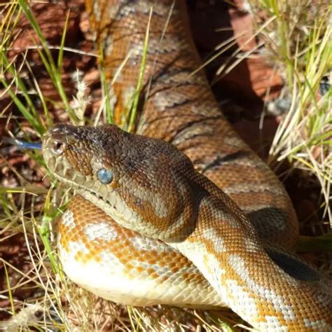 Bredls Python Facts Diet Habitat And Pictures On Animaliabio