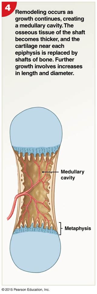 Endochondral Ossification Definition Anatomy