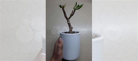 Crassula Ovata Coral купить в Москве Товары для дома и дачи Авито