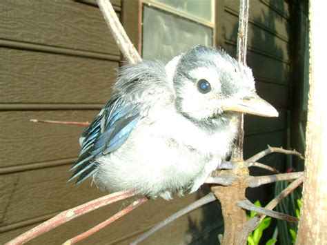 Ho I Ni M Con Chim Nh Ng Th Ng