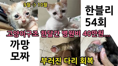 셋째육아 가정보육 19편 새끼고양이 구조 후 한달 40만원 병원비 지출💦 한블리에서 좋은 소식이 54회 주인공 까망 모짜