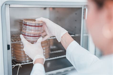 실험실에서 박테리아 배양 및 병원체의 약물 내성을 연구하는 의료 기술자 병원체에 대한 스톡 사진 및 기타 이미지 병원체