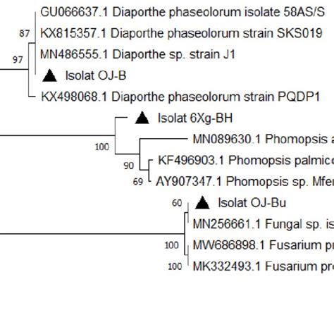 Morphological Characters Of Endophytic Fungi On The Fruits Flowers Download Scientific