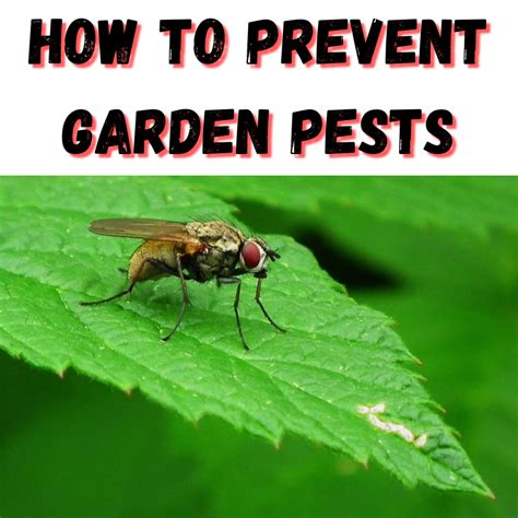 How To Prevent Garden Pests Ace S Garden Guide