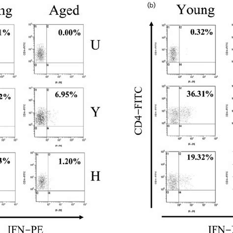 Detection Of Ifn C Secreting Cd4 T Cells In Response To C Albicans