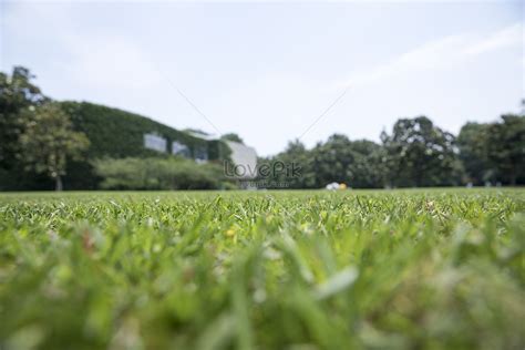 녹색잔디밭 사진 무료 다운로드 Lovepik